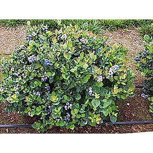(1) - Top Hat Dwarf Blueberry - Starter Plant (8m)