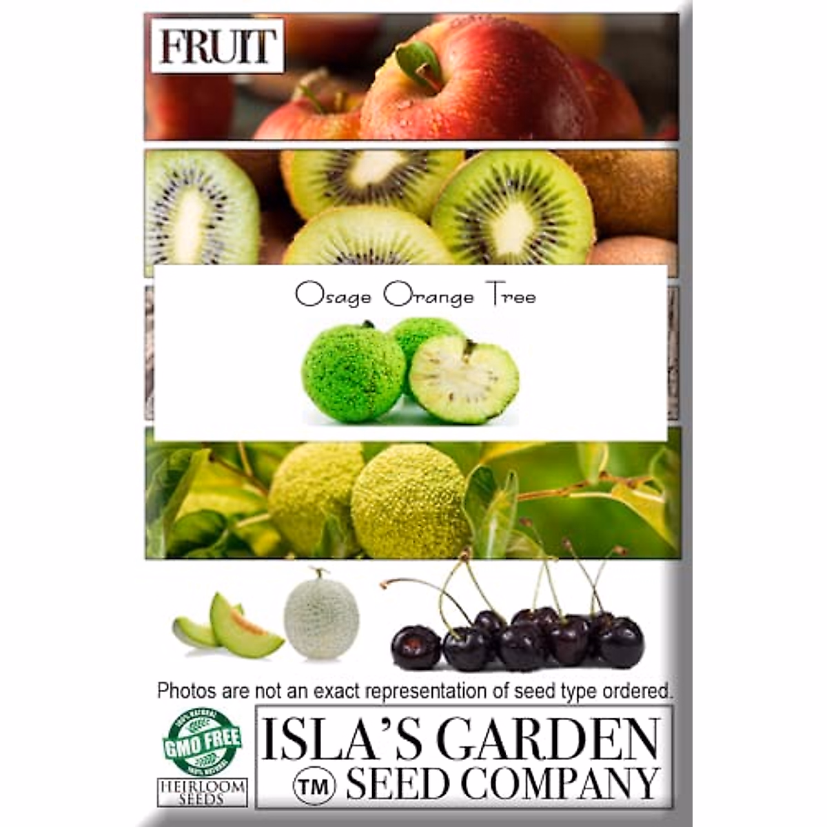 Osage Orange Tree, 30+ Premium Heirloom Seeds, Exotic & Rare, 60-80% Germination Rates, (Isla's Garden Seeds), Non GMO Seeds