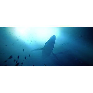 Under the Waves - PlayStation 4