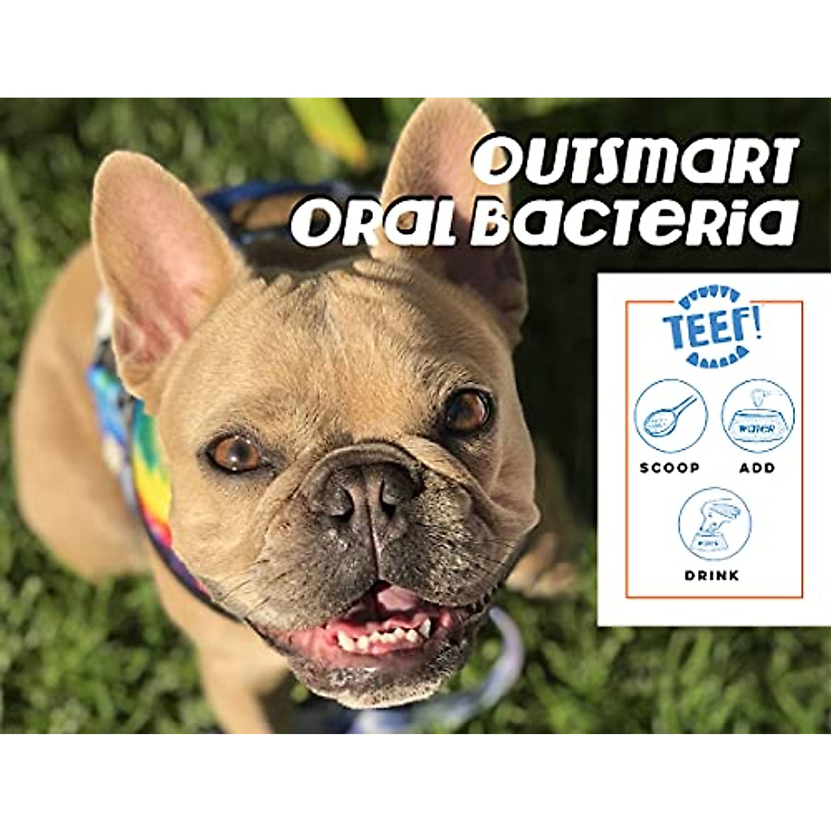 TEEF! Daily Dental Care - Natural Dog Dental Water Additive, 6 Month Supply - Award Winning Protektin42 Formula, Tartar and Plaque Remover - No Brushing, Add to Water Bowl for Healthier Gums