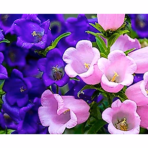 Canterbury Bells Campanula Medium Bluebells Flower Garden About 100 Seeds for Planting