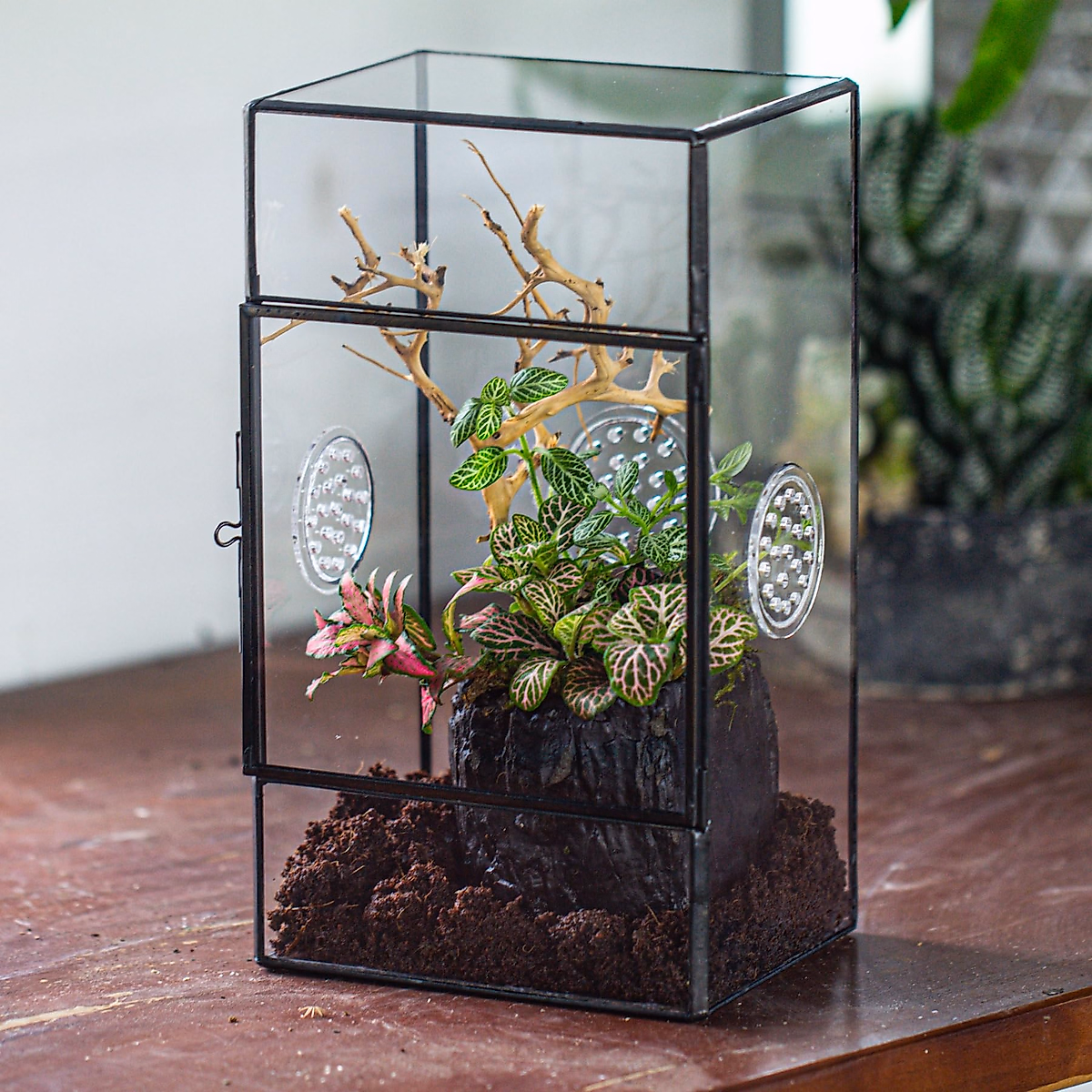 NCYP Small Glass Terrarium with 3 Vent Holes for Large Jumping Spider - 5.1" x 3.9" x 9" - Front Opening Door Insects Enclosure Habitat, Rectangle Black - Holes Diameter 0.12" (Terrarium Only)