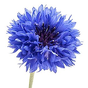 200 Dwarf Bachelor Button Seeds for Planting - Heirloom Non-GMO USA Grown Cornflower Seeds for Planting - Centaurea Cyanus Blue Flowers by RDR Seeds