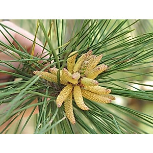 Loblolly Pine, Pinus taeda, Tree Seeds (Fast, Evergreen) (20)