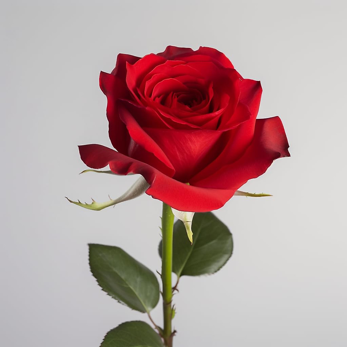 50 Red Roses- Fresh Cut Flowers- Beautiful Long Stems