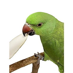 Birds LOVE Natural Cuttlebone – Premium Calcium & Trace Mineral Supplement for Avian Species, Tortoises, and Snails – Pure Cuttlebone for Parakeets, Cockatiels and All Birds | 4-Pack - Size 3.5 to 4"