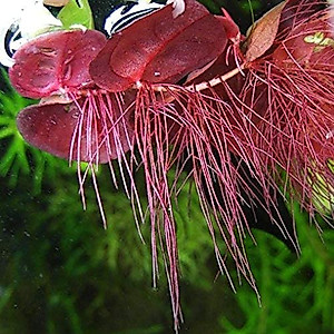 Canton Aquatics - 30+ Red Root Floater - Live Aquarium Plants - 4oz Cup