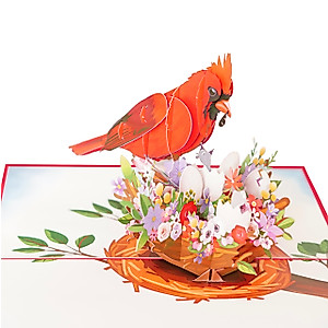 PQ Bees Pop Up Birthday Card for Women Mom Grandma Wife | 3D Mothers Day Valentines Day Christmas Card for Women Aunt Sister Wife, Friend Birthday Cards (Size 8x6 In - Cardinal Nest).