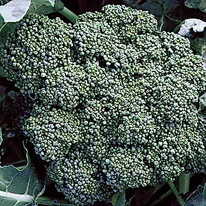 David's Garden Seeds Broccoli Calabrese FBA-1186 (Green) 50 Non-GMO, Heirloom Seeds