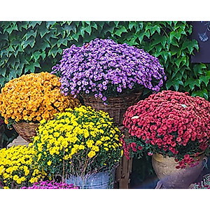 DICHMAG 300+ Chrysanthemum Heirloom Rare Ground Cover Seeds for Planting - Non-GMO Rare Dwarf Cover Landscape Flower Seeds Mixed Color Yellow