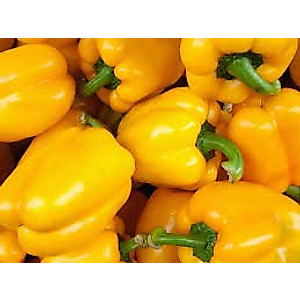 Golden California Wonder Sweet Bell Pepper Seeds, 50+ Heirloom Seeds Per Packet, (Isla's Garden Seeds), Non GMO Seeds, Botanical Name: Capsicum annuum, Great Home Garden Gift