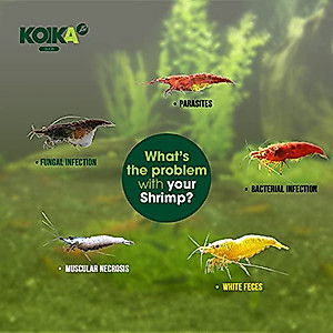 V-Active Plus Specialized Probiotics for Ornamental Shrimp by KOIKA | Environmental Improvement & Boost Immune System, Increase Fertility for Ornamental Shrimp(V-Active Plus, 3.55 fl oz/ 105ml)