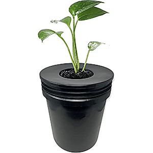 6 in. Wide Lip Bucket Basket (Pack of 6) | 5 Gallon Bucket Lids for DWC, Net Pots for Hydroponics + Twin Canaries Chart