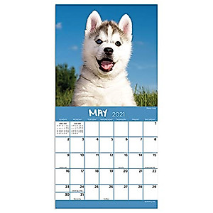TF PUBLISHING 2021 Puppies Mini Wall Calendar - Animal Photographs with Contacts and Notes Space - Home or Office Planning and Organization in Compact Spaces - Premium Gloss Paper 7"x7"