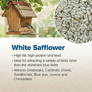 Blue Seal White Safflower Wild Bird Seed | High in Fats and Protein | Attracts Variety of Birds | 4 Pound Bag