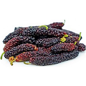 Pakistan Long Mulberry Tree - Morus Macroura Long Mulberry - Live Plant Not Dwarf