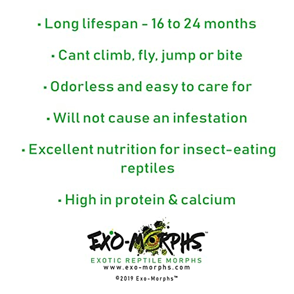 Exo-Morphs 100 Large Dubia Roaches (3/4-2 Inches Length) Reptile Food Live Arrival - Free Heat Pack Included If Needed