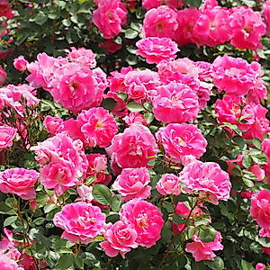 30 Seeds-Pink Wonder Shrub Rose Seeds