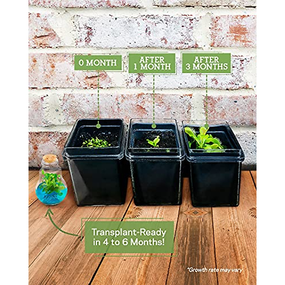 Venus Fly Trap, Grow Your Own Venus Flytrap in a 100% Self Sustaining Glass Terrarium, Maintenance Free, Easy to Grow, Healthy Growth Guarantee