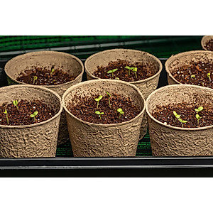 250 California Giants Zinnia Seeds for Planting - Heirloom Non-GMO USA Grown Premium Flower Seeds - Mix of Red, Orange, Yellow, White, Pink, and Purple Flowers - Attracts Butterflies by RDR Seeds