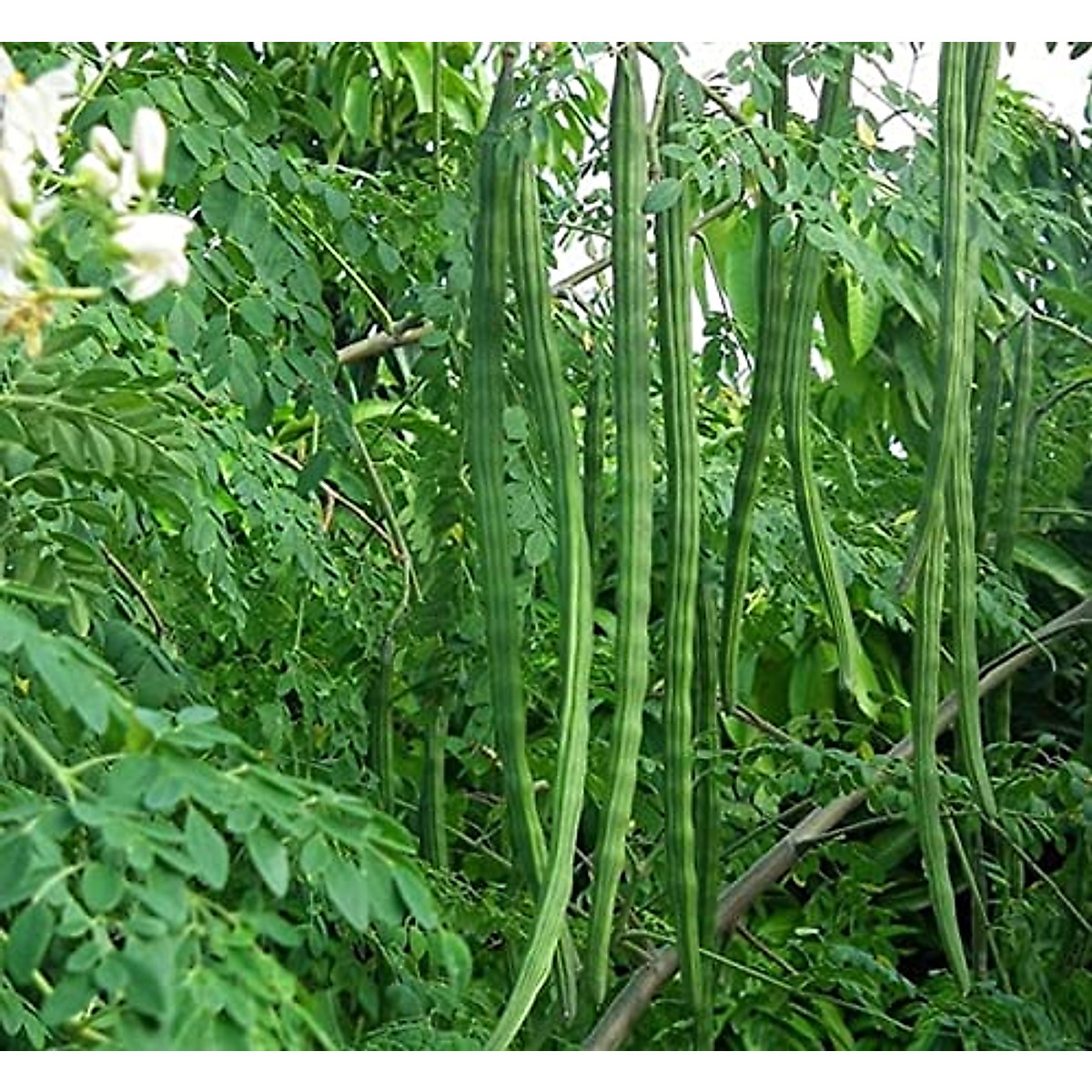100+ Organic Moringa Seeds| Best for Planting & Gardening| High Yield Fully Matured Black Seeds|Semillas De Moringa| Antioxidant Rich Superfood - Mogo