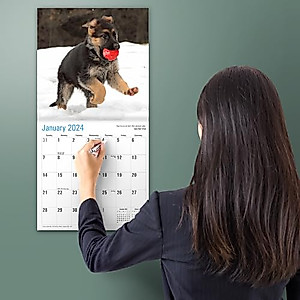 MICASA German Shepherd Puppies 2024 Wall Calendar 12 Month | 12" x 24" Open | Thick & Sturdy Paper | Giftable | Calendar 2024