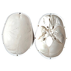 Wellden Medical Anatomical Human Skull Model High Quality, Classic, 3-Part, Life Size