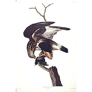 Rough-legged Falcon. From"The Birds of America" (Amsterdam Edition)