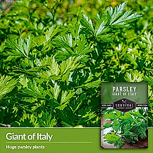 Survival Garden Seeds - Giant of Italy Parsley Seed for Planting - Packet with Instructions to Plant and Grow Italian Flat Leaf Parsley Herbs in Your Home Vegetable Garden - Non-GMO Heirloom Variety