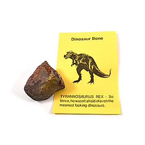 Rare Fossil Dino Pac - Real Dinosaur Egg, Bone, and Dung Fossils with Info Cards, Geologic Timescale, and 4X Magnifier