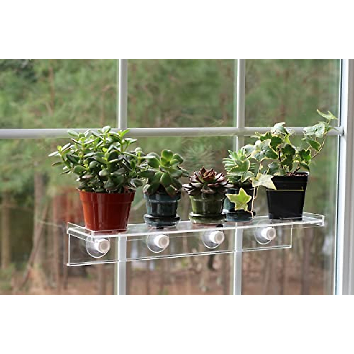 LaBrinx Designs Extra Large Suction Cup Shelf - Live Plants, Windows, and Bathrooms