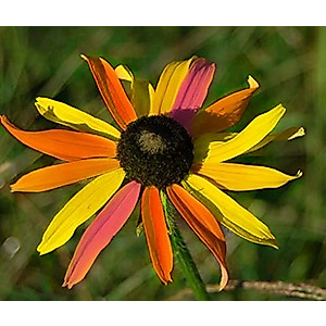 5G Multicolored Susan Seeds Attracts Butterflies Plant in Your Flower Garden