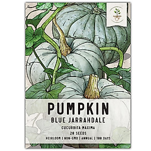 Seed Needs, Blue Jarrahdale Pumpkin Seeds - 20 Heirloom Seeds for Planting Cucurbita Maxima - Non-GMO & Untreated - Tasty Decorative Pumpkin for Halloween & Fall (1 Pack)
