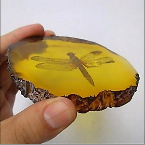 Amber Fossil Insect with Gift Bag and Gift Card，Museum Grade Specimen，Artificial Amber Natural Insect