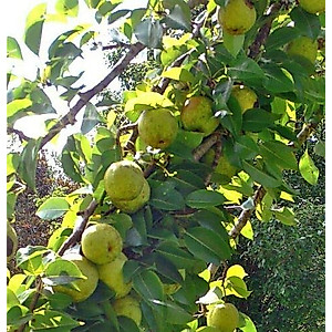 8 Cuttings of Bartlett Pear Trees for Propagation Cold Hardy - Fruit Live Plant