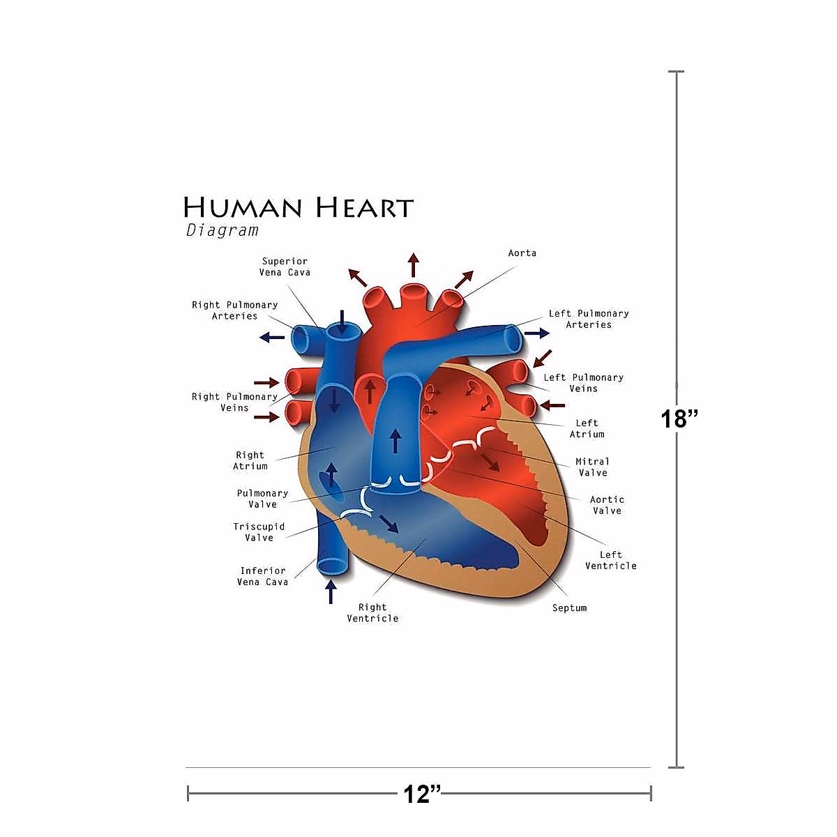 Human Heart Diagram Anatomy Diagram Educational Chart Cool Wall Art Print Poster 12x18