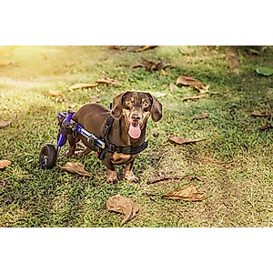 Dachshund Wheelchair - for Small Dogs 2-30+ Pounds - Veterinarian Approved - Dog Wheelchair for Back Legs