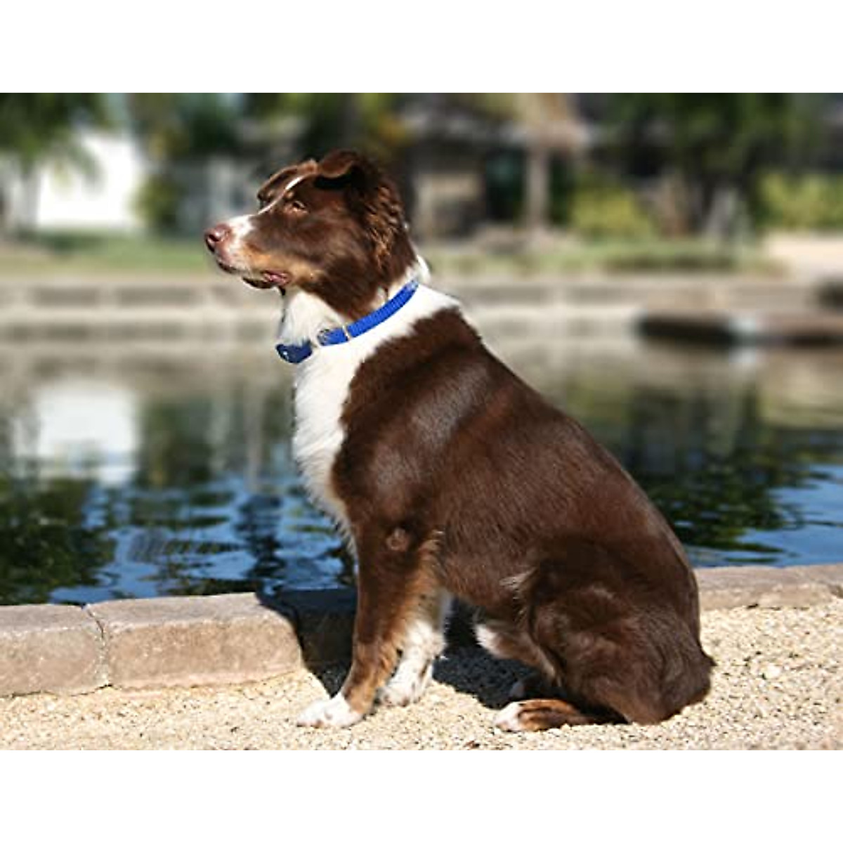 Heavy Duty Nylon Replacement Collar Strap - Compatible with Nearly All Brands and Models of Underground Electric Dog Fences and Training Collars Blue