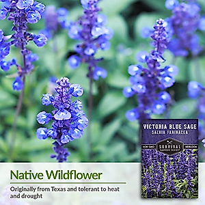 Survival Garden Seeds - Victoria Blue Sage Seed for Planting - 2 Packs with Instructions to Plant and Grow Mealycup Sage or Salvia Farinacea in Your Home Vegetable Garden - Non-GMO Heirloom Variety