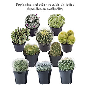 Altman Plants Assorted Cactus Collection 2.5" 4 pack
