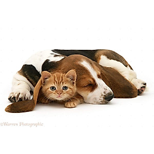 I LOVE MY PETS LLC pet Calming cat - PET Relaxant - Powerful Anxiety Relief - Healthy Chews - tryptophan for Cats - 90 Treats (1 Bottle)