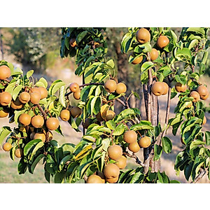 Asian Pear Tree Plant, 4 Feet to 5 Feet Tall, Sweet Fruit Tree, Ship Bare Root