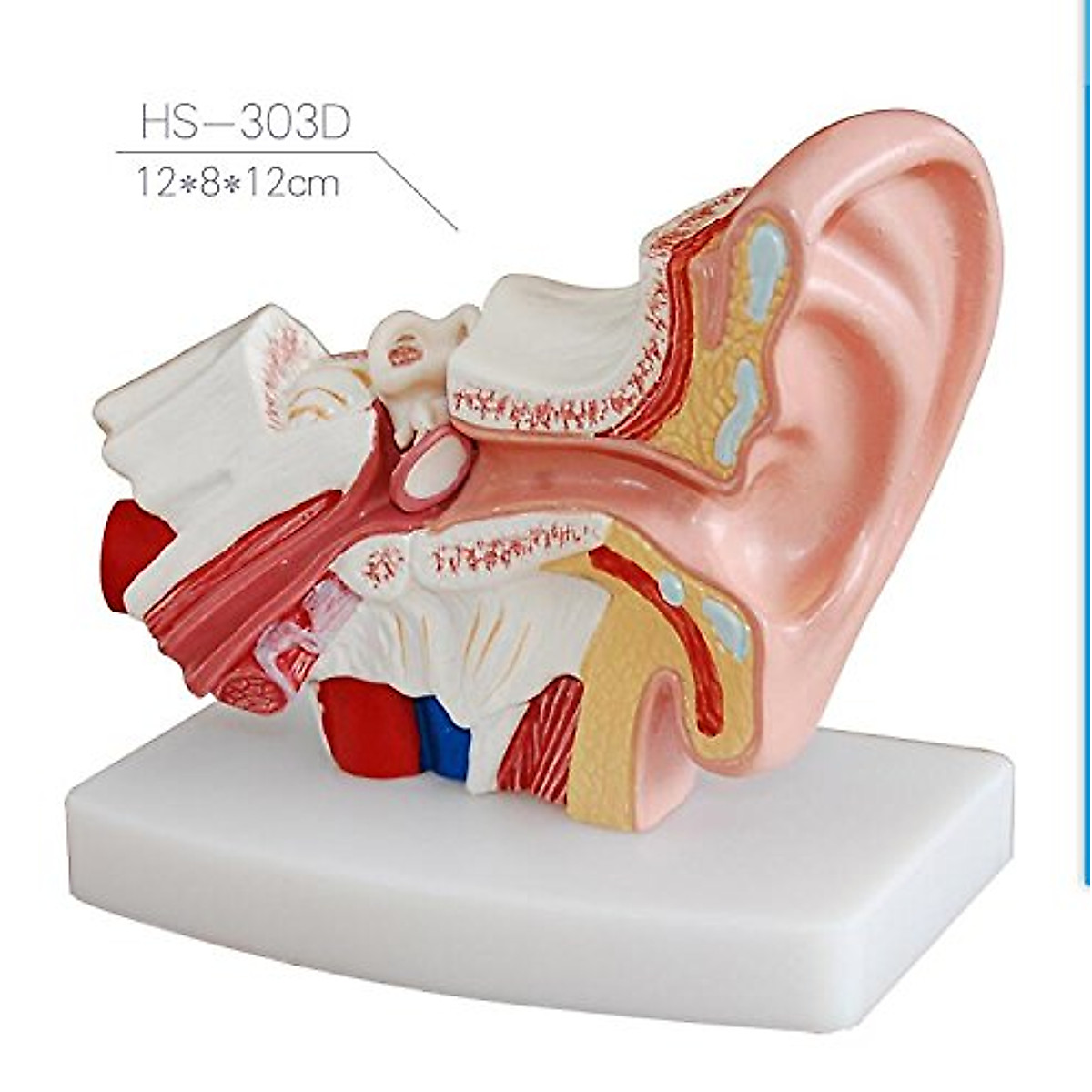 Doc.Royal Human Professional Desktop Ear Joint Simulation Model Medical Anatomy PVC Plastic Type DR-XF-102