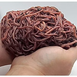 HomeGrownWorms.com - 2000+ Red Wigglers (2LBS) - Composting Red Wiggler Worms - Live Delivery Guaranteed! - Vermicomposting Garden Red Wrigglers - Eisenia Fetida