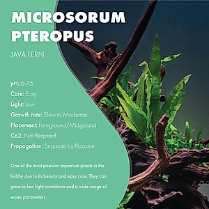 SubstrateSource Java Fern Live Aquarium Plants - Potted Freshwater Plant for Fish Tanks - Beginner Friendly, Low Light (Java Fern, 1 Pot)