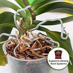 Perfect Plants Liquid Orchid Fertilizer 8oz. | Plant Food for All Epiphytic Varieties | Encourages Repeating Colorful Booms