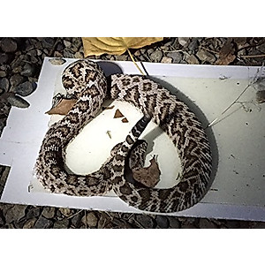 Cahaba Snake Trap (1 PK) Commercial Grade Large/Reusable 32"x10"x3" with (3) Large Catch Inserts Made in USA