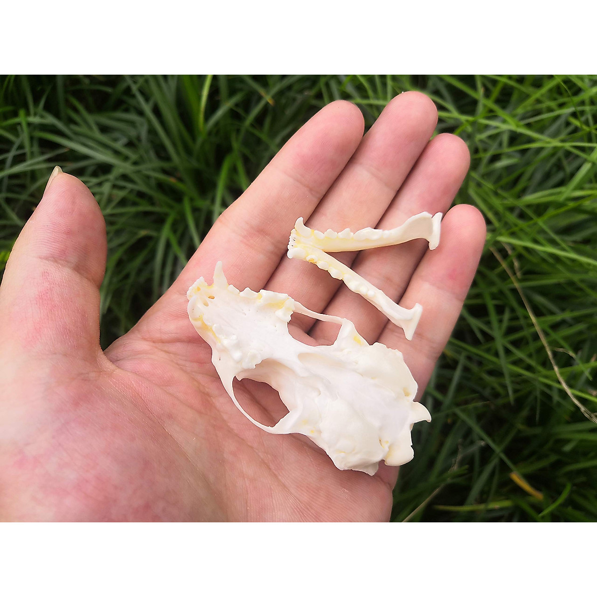 Racoon Dog Skull,Cat Skull,Coypu Skull,Muskrat Skull,Fox Skull,Raccoon Dog Skull,Mink Skull,Taxiderm Skull Specimen