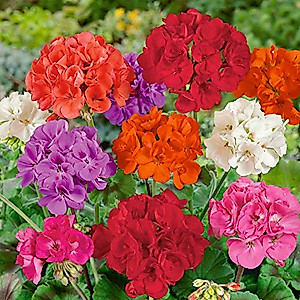 Outsidepride Geranium Garden Flower Seed Plant Mix for Containers, Baskets, Beds, & Window Boxes - 100 Seeds