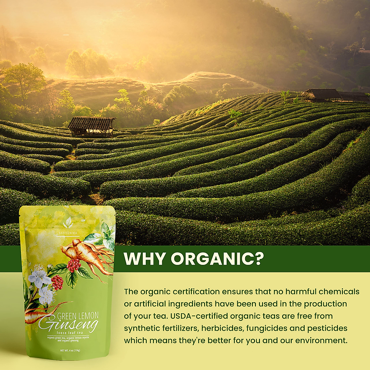 Gardenika Organic Ginseng Green Loose Leaf Tea – Kosher, No Natural or Artificial Flavors – 4 oz